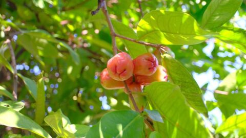 Pomarrosa: qué es y sus grandiosos beneficios para la salud