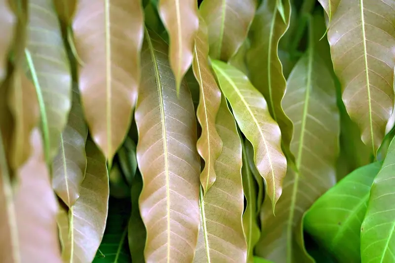 Hojas de mango: conoce los beneficios que aportan a tu salud